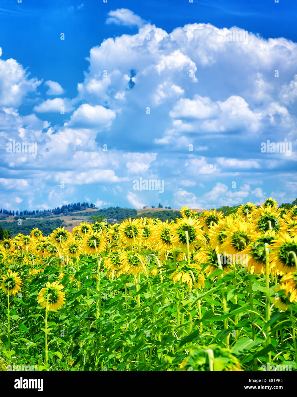 Beautiful sunflowers field, clear autumnal sunny day, agricultural ...
