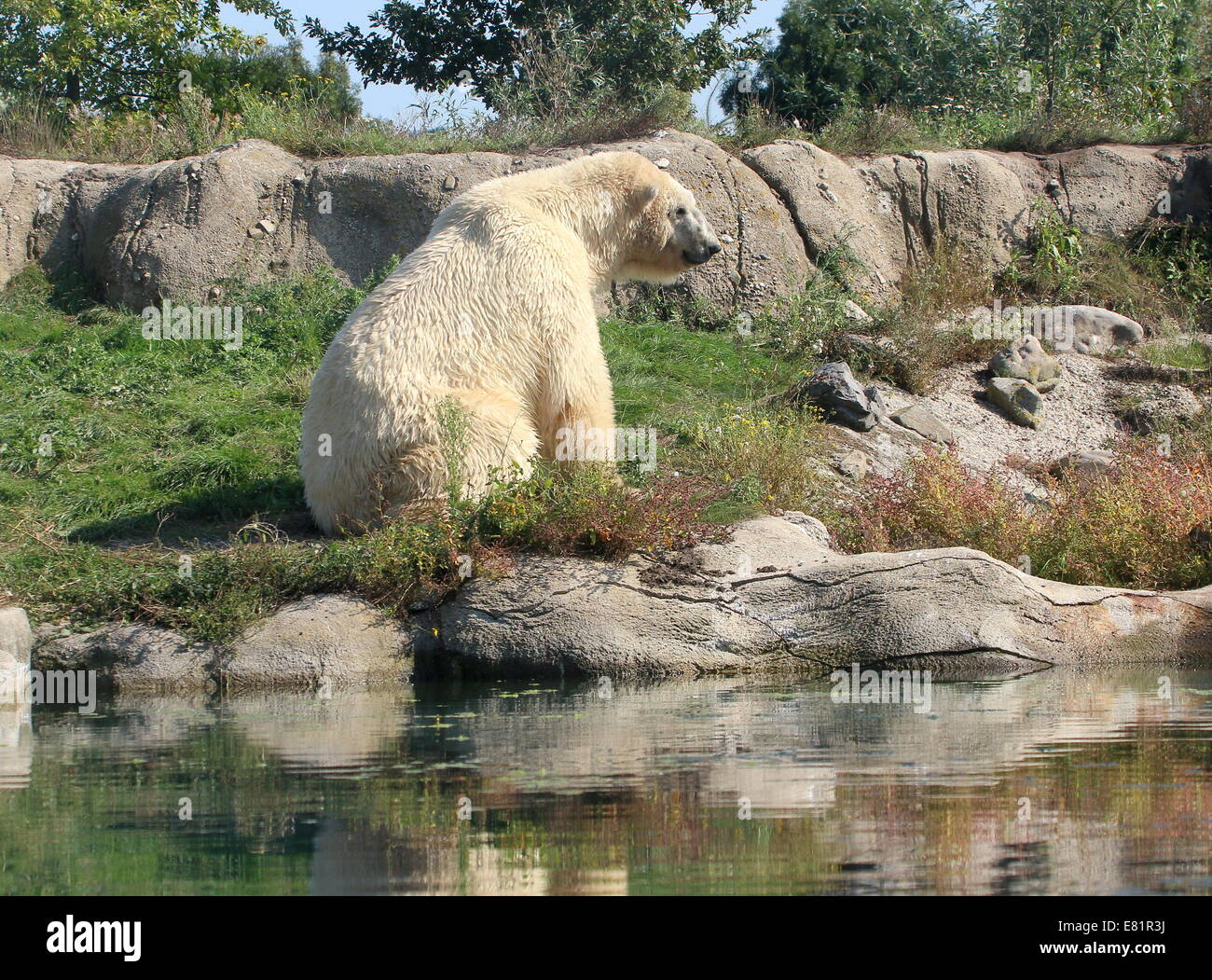 Polar bear (Ursus maritimus Stock Photo - Alamy
