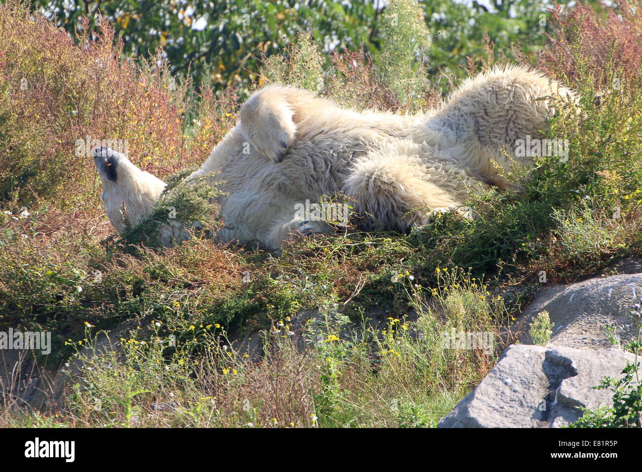 Mellow Polar bear (Ursus maritimus) lazing and rolling on his back in ...