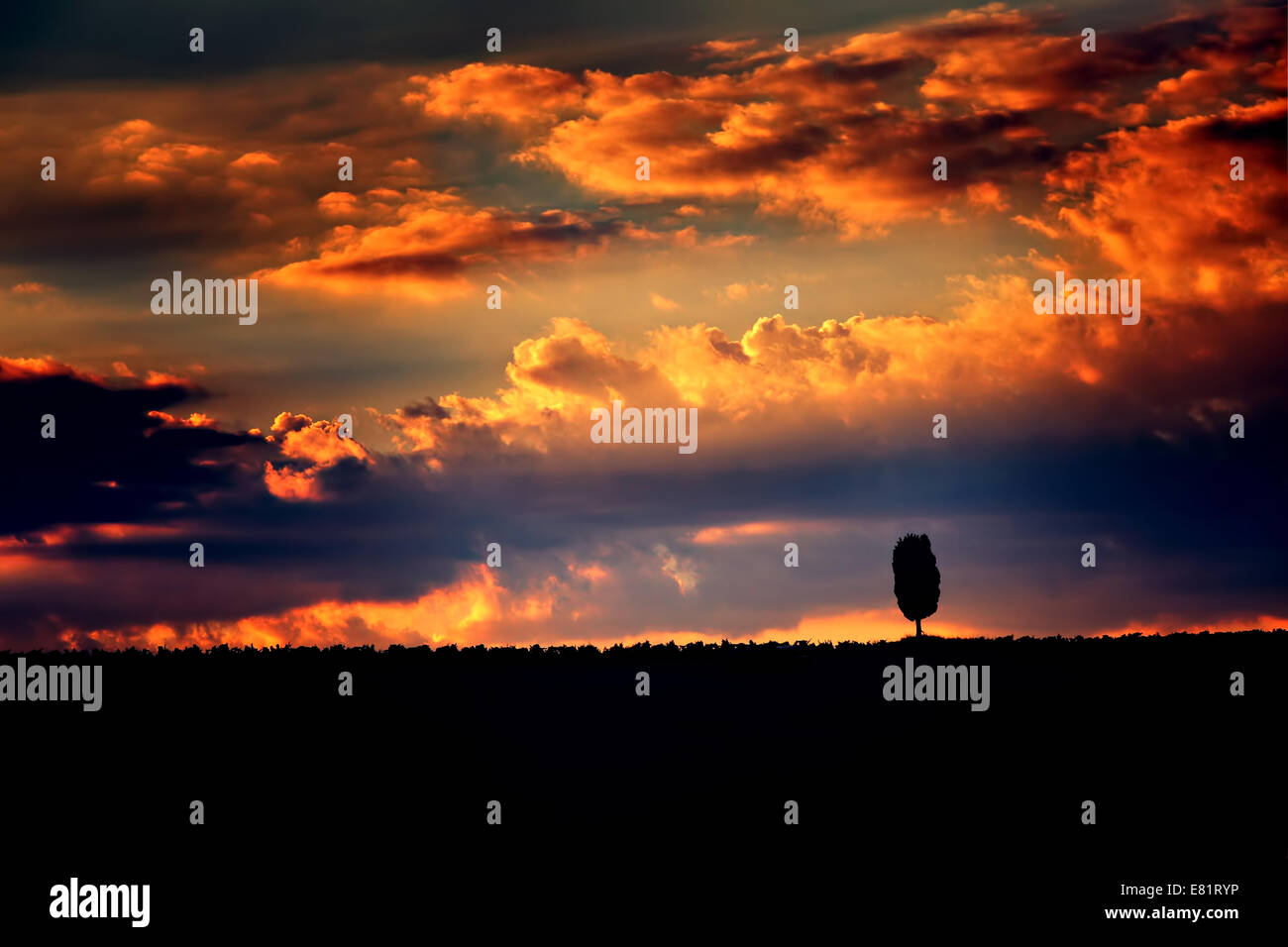 One lonely tree silhouette on dramatic sunset sky background, amazing ...