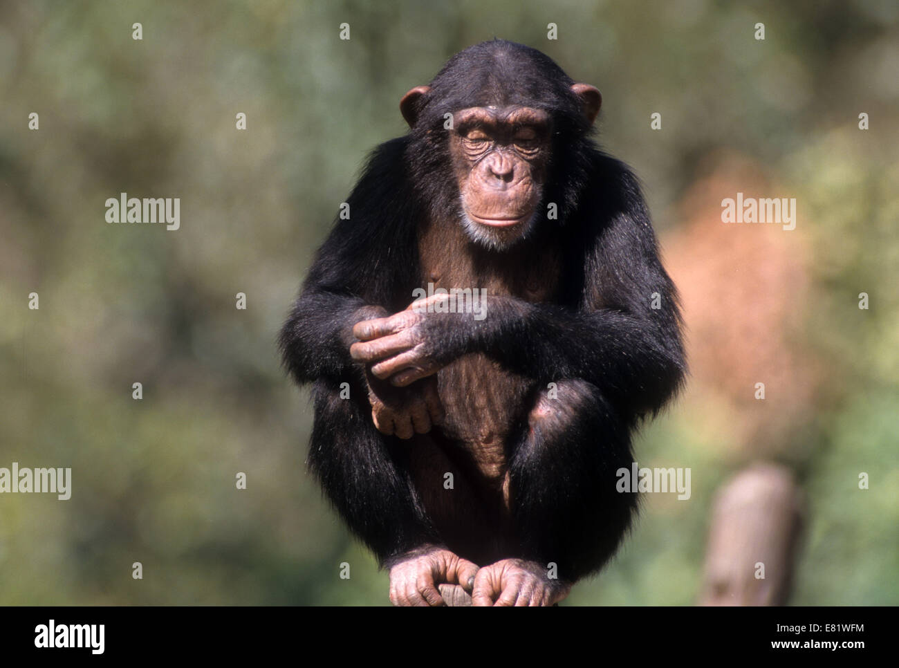 Primate hi-res stock photography and images - Alamy