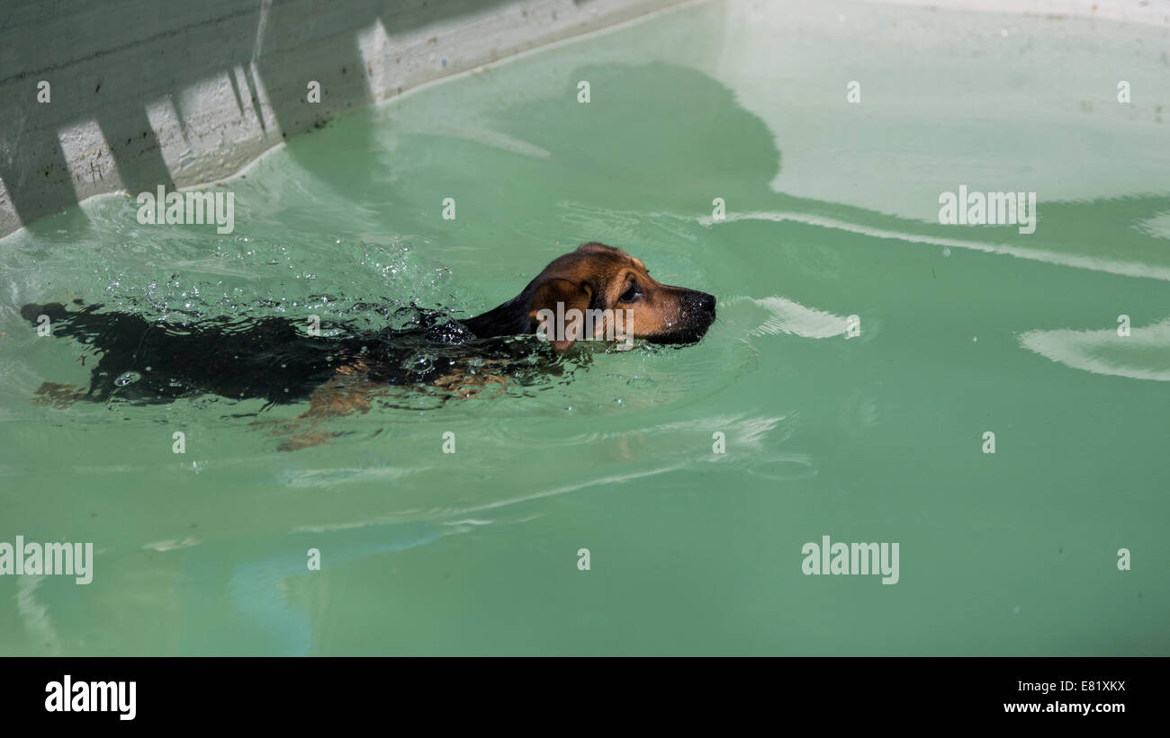 Liver pool hi-res stock photography and images - Alamy