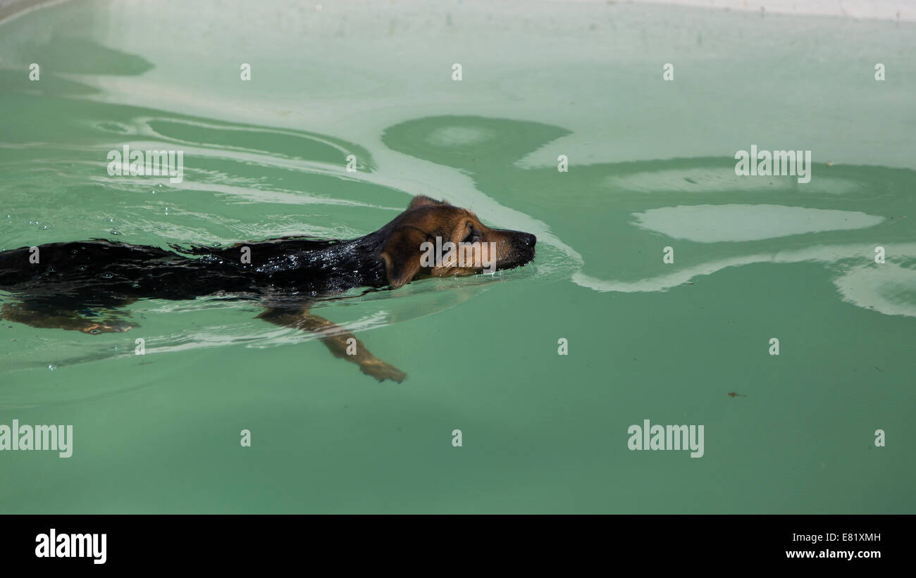 Liver pool hi-res stock photography and images - Alamy