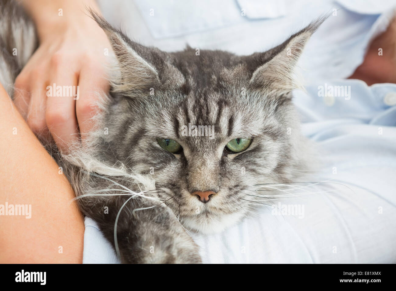 Woman cuddling with pet cat on sofa Stock Photo - Alamy