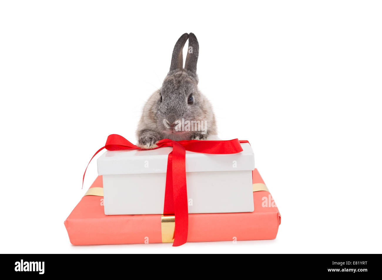 Bunny rabbit sitting behind a pink gift box Stock Photo - Alamy
