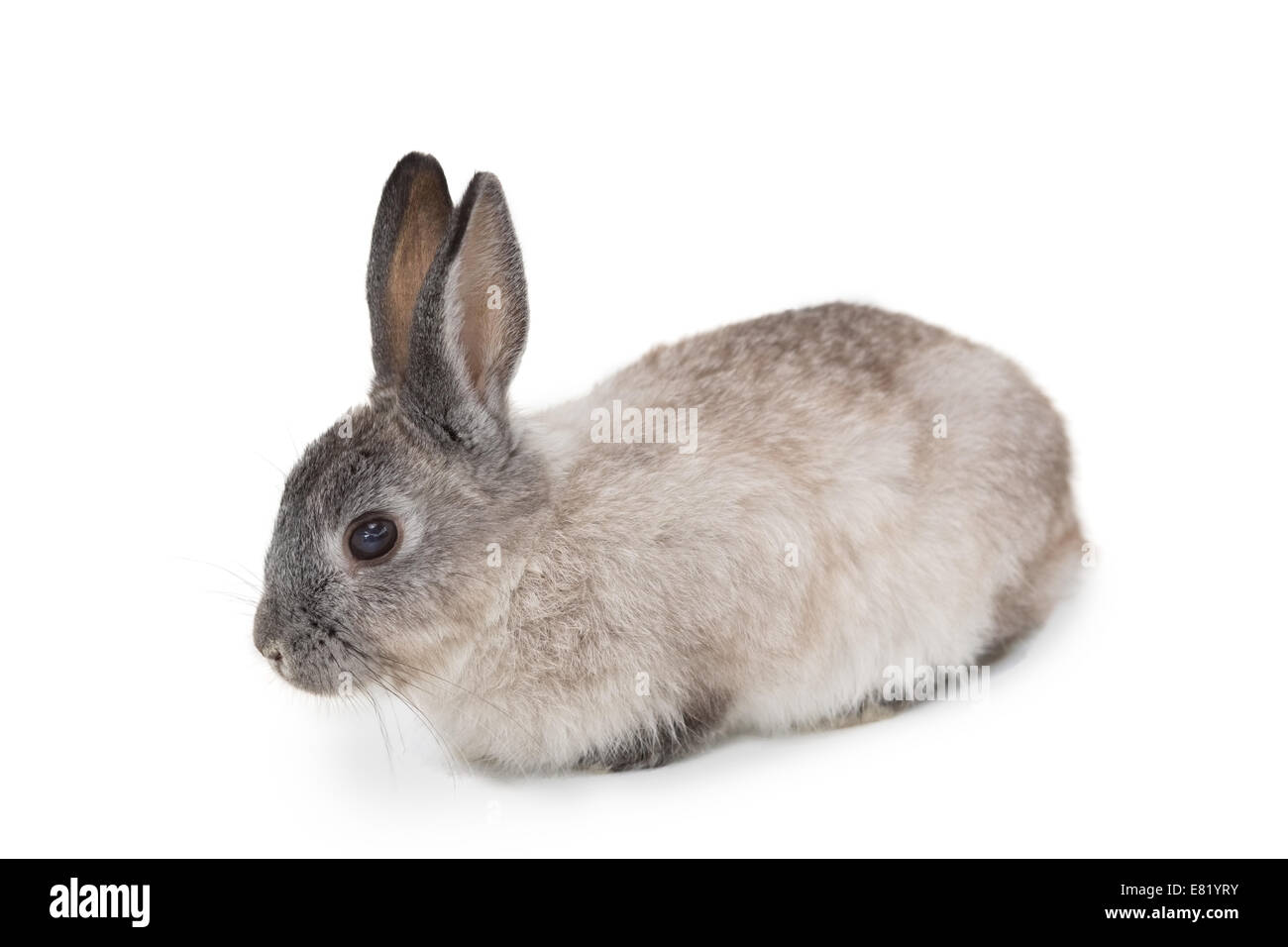 Cute fluffy grey bunny rabbit Stock Photo - Alamy