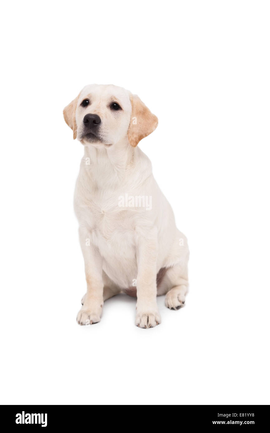Cute dog sitting alone and looking up Stock Photo - Alamy
