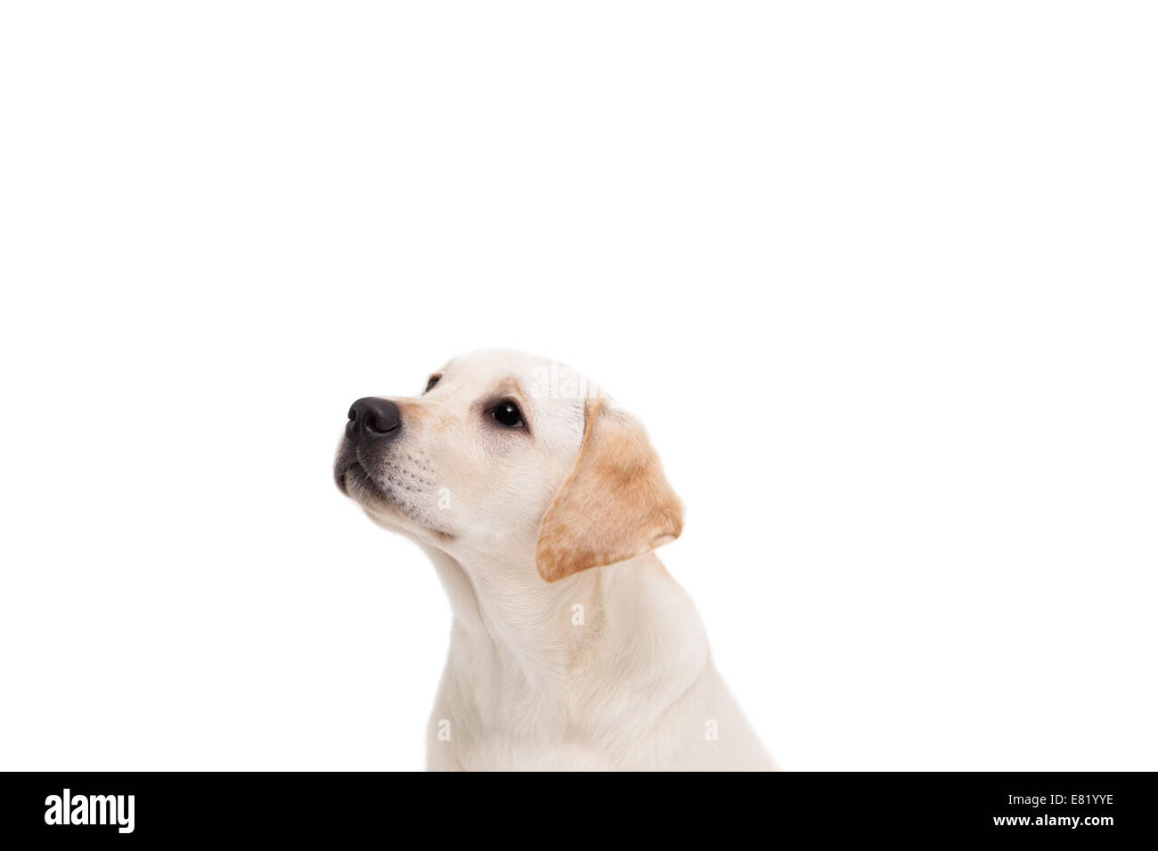 Cute dog sitting alone and looking up Stock Photo - Alamy