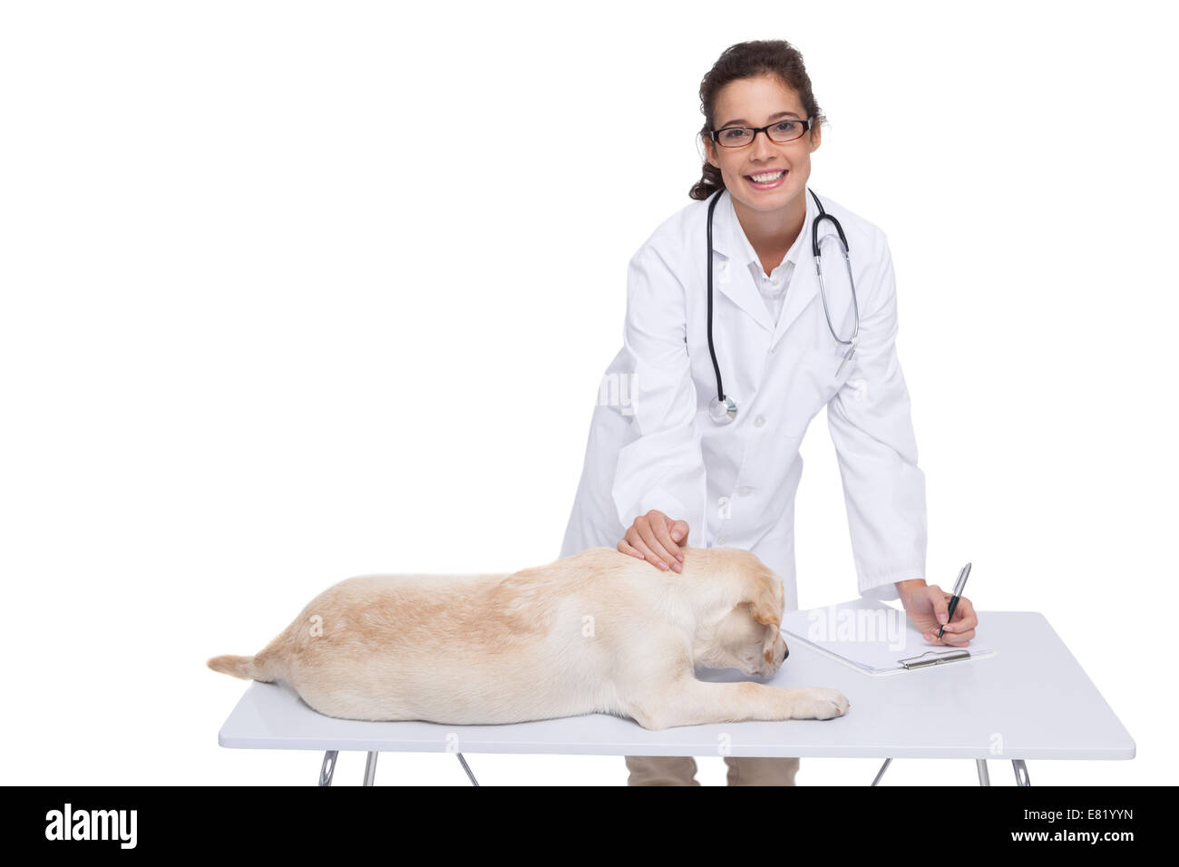 Veterinarian doing check up at a dog Stock Photo - Alamy