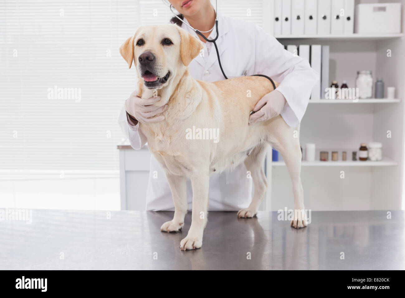 Veterinarian examining a cute labrador Stock Photo - Alamy