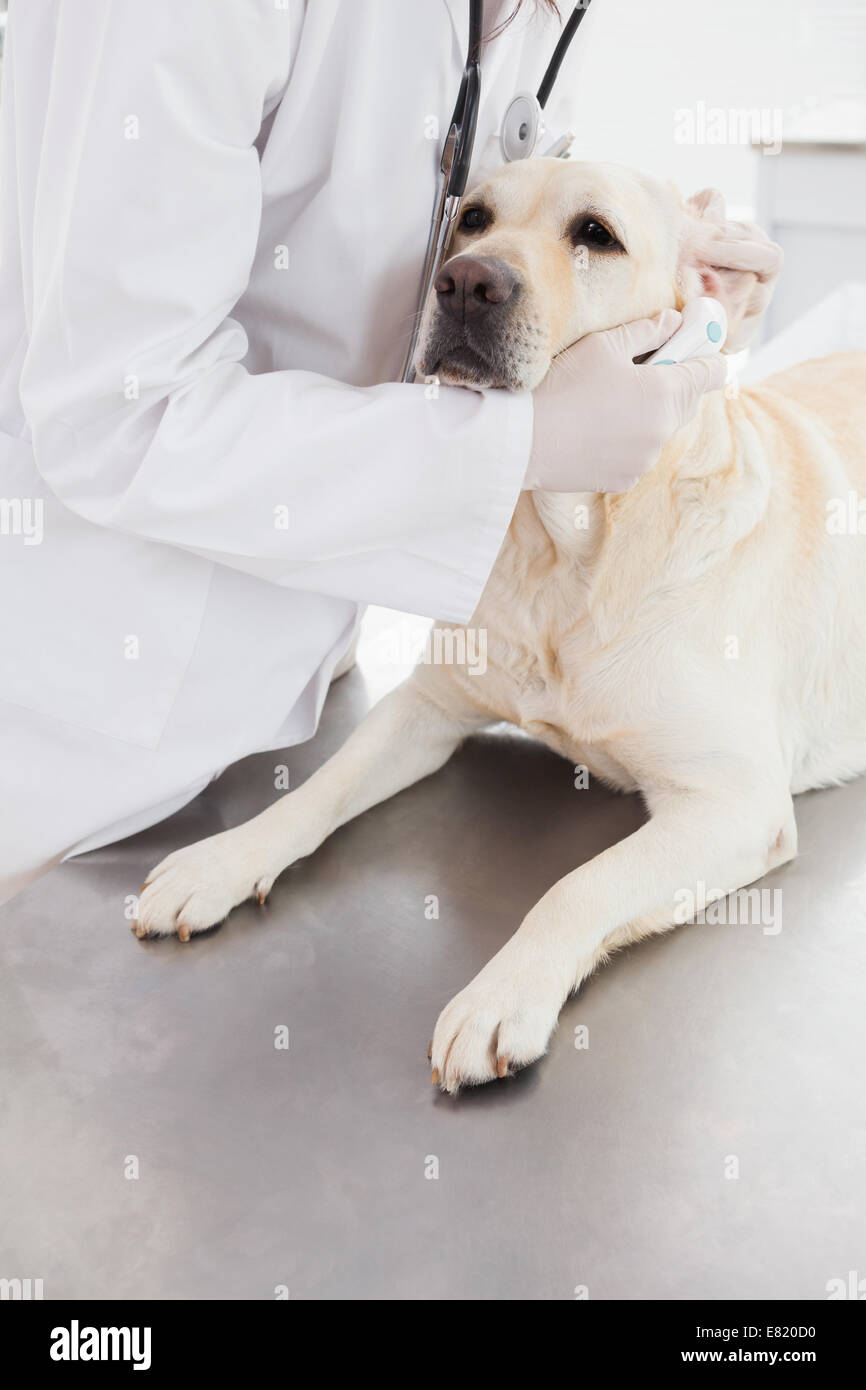 Veterinarian examining a cute labrador Stock Photo - Alamy