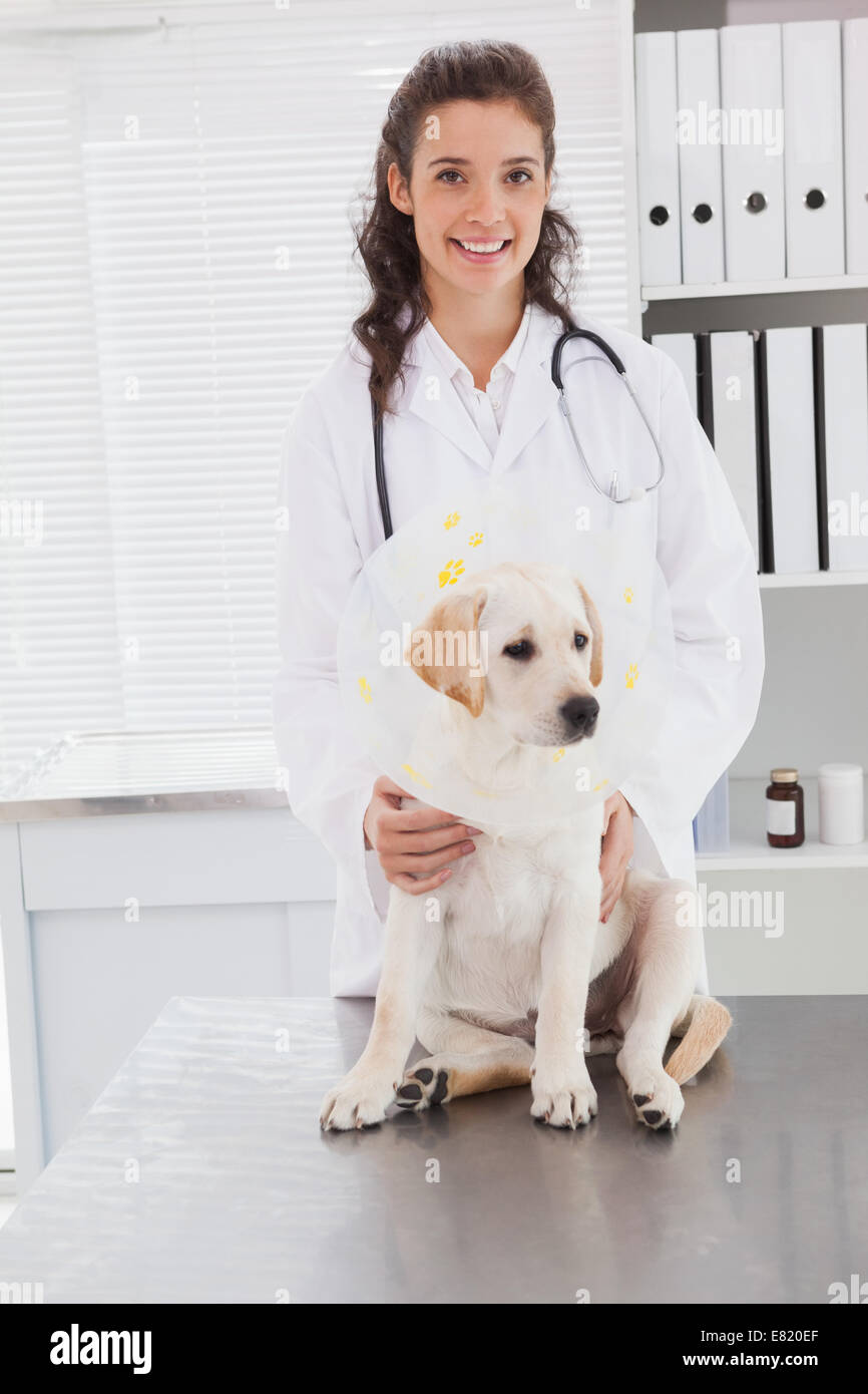 Smiling veterinarian examining a cute dog Stock Photo - Alamy