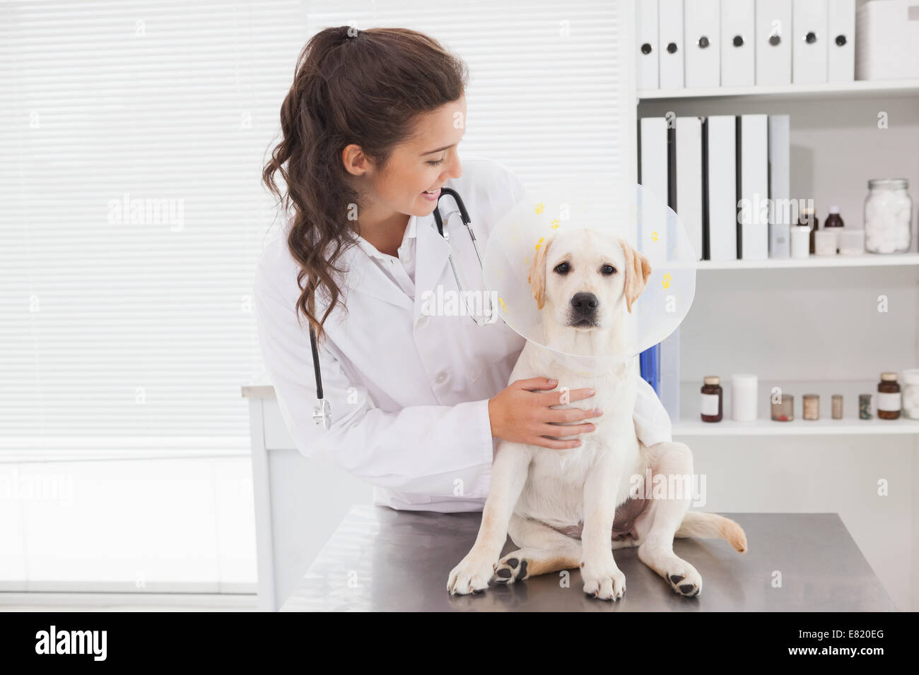 Smiling veterinarian examining a cute dog Stock Photo - Alamy