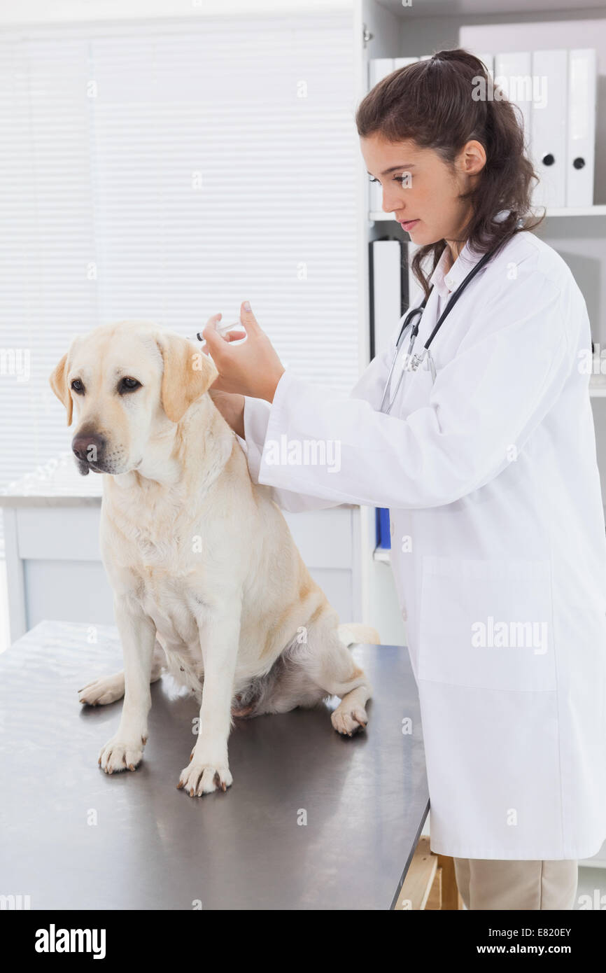 Dog injection hi-res stock photography and images - Alamy