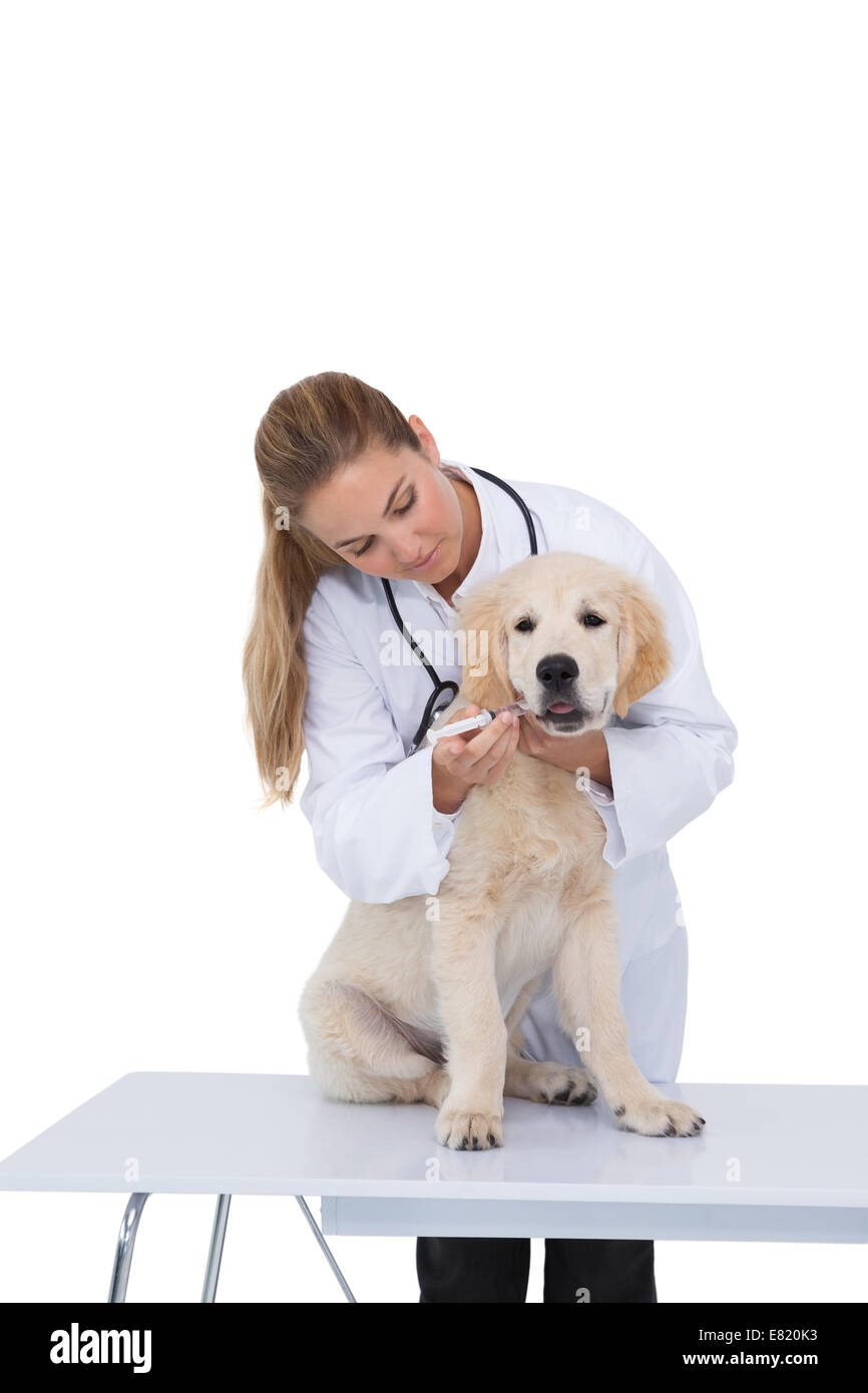 Vet giving a puppy a check up Stock Photo - Alamy