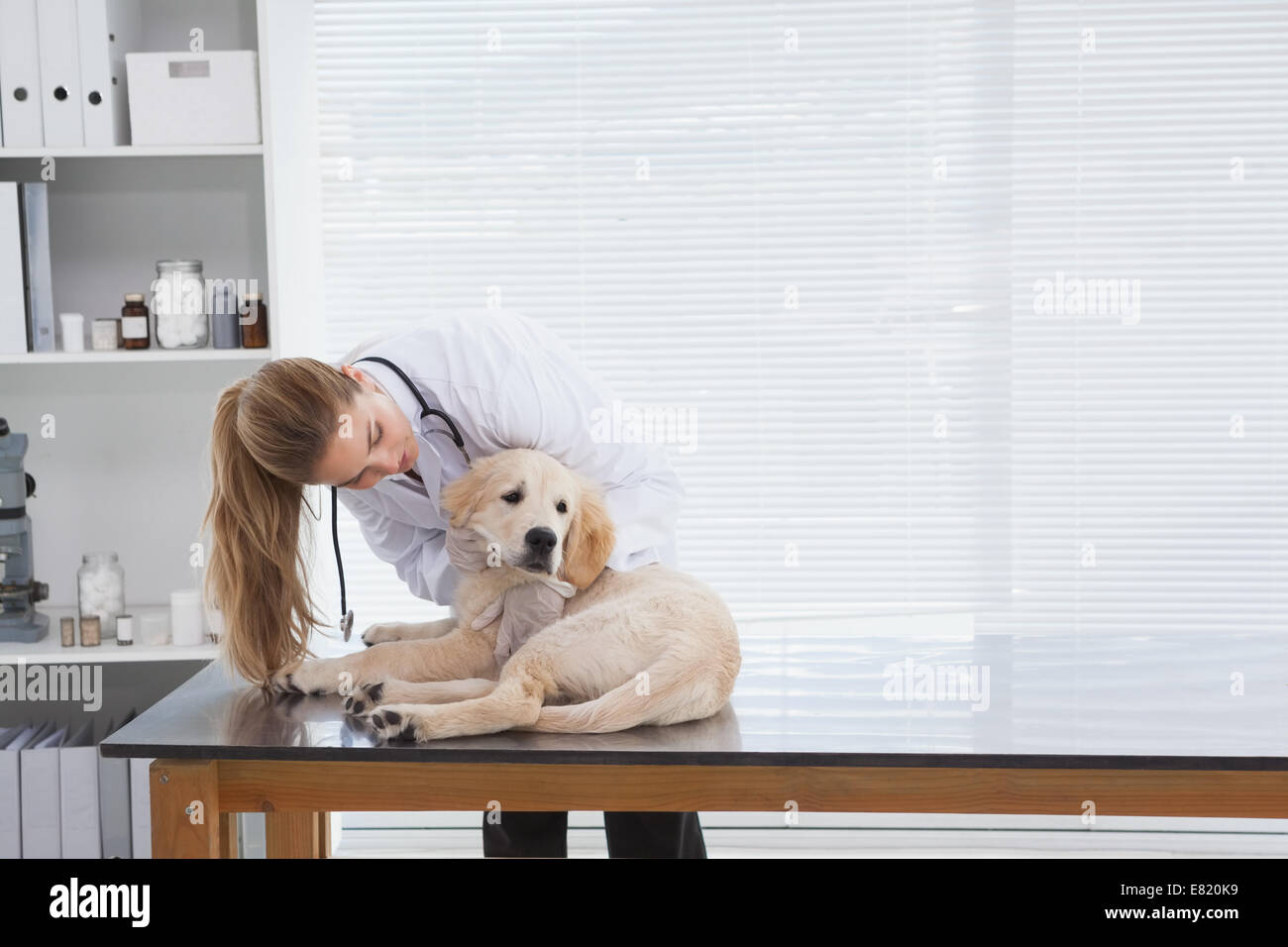 Vet checking a small dog Stock Photo - Alamy