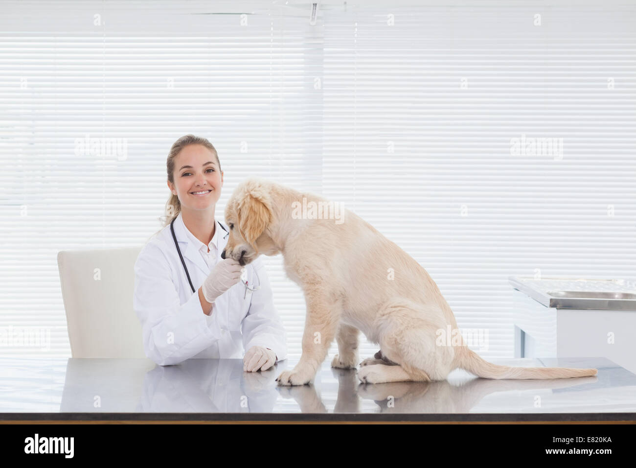 Vet checking a small dog Stock Photo - Alamy