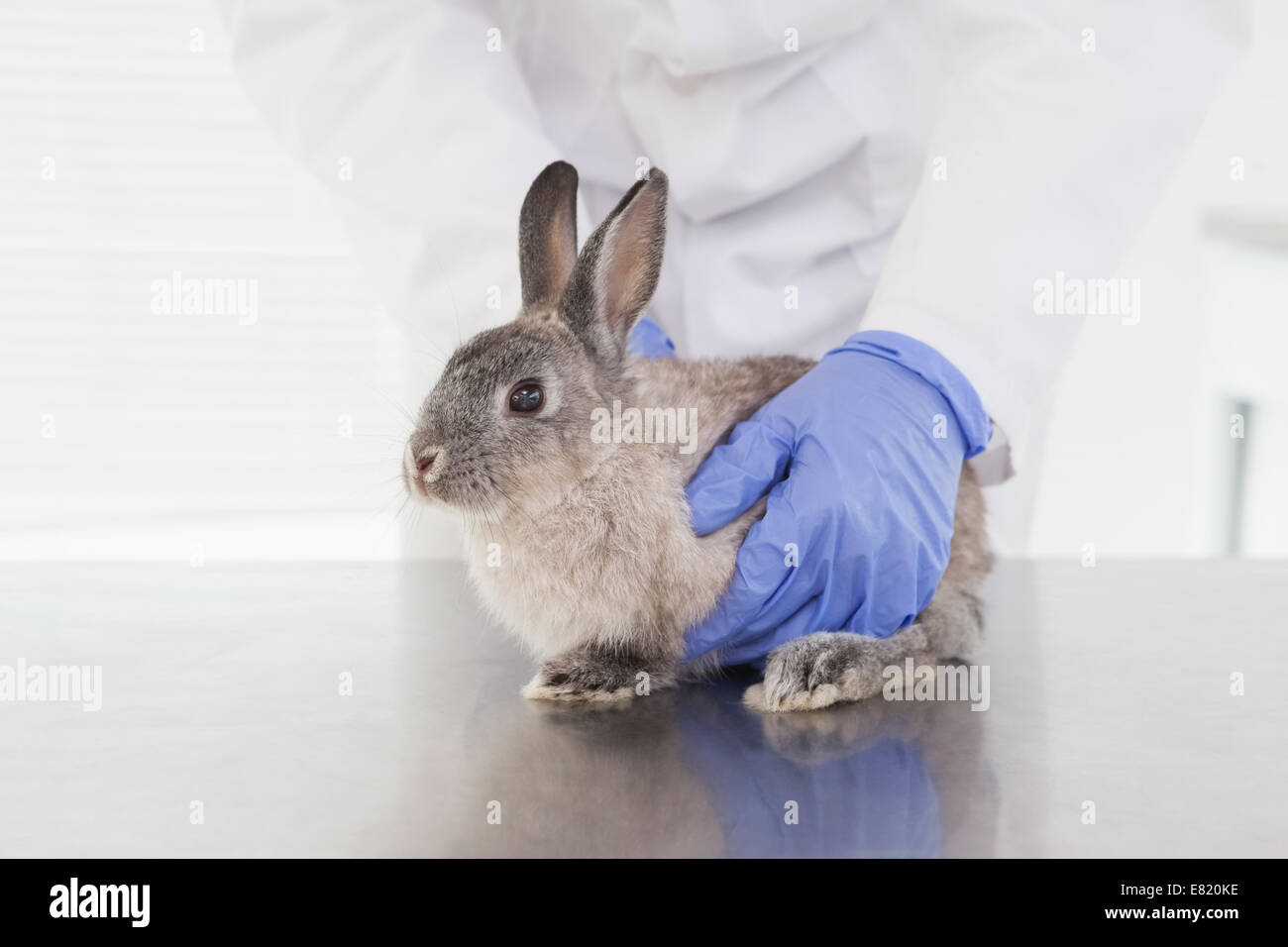 Medical bunny hi-res stock photography and images - Alamy