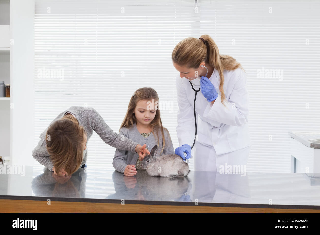 Vet examining a bunny rabbit Stock Photo - Alamy