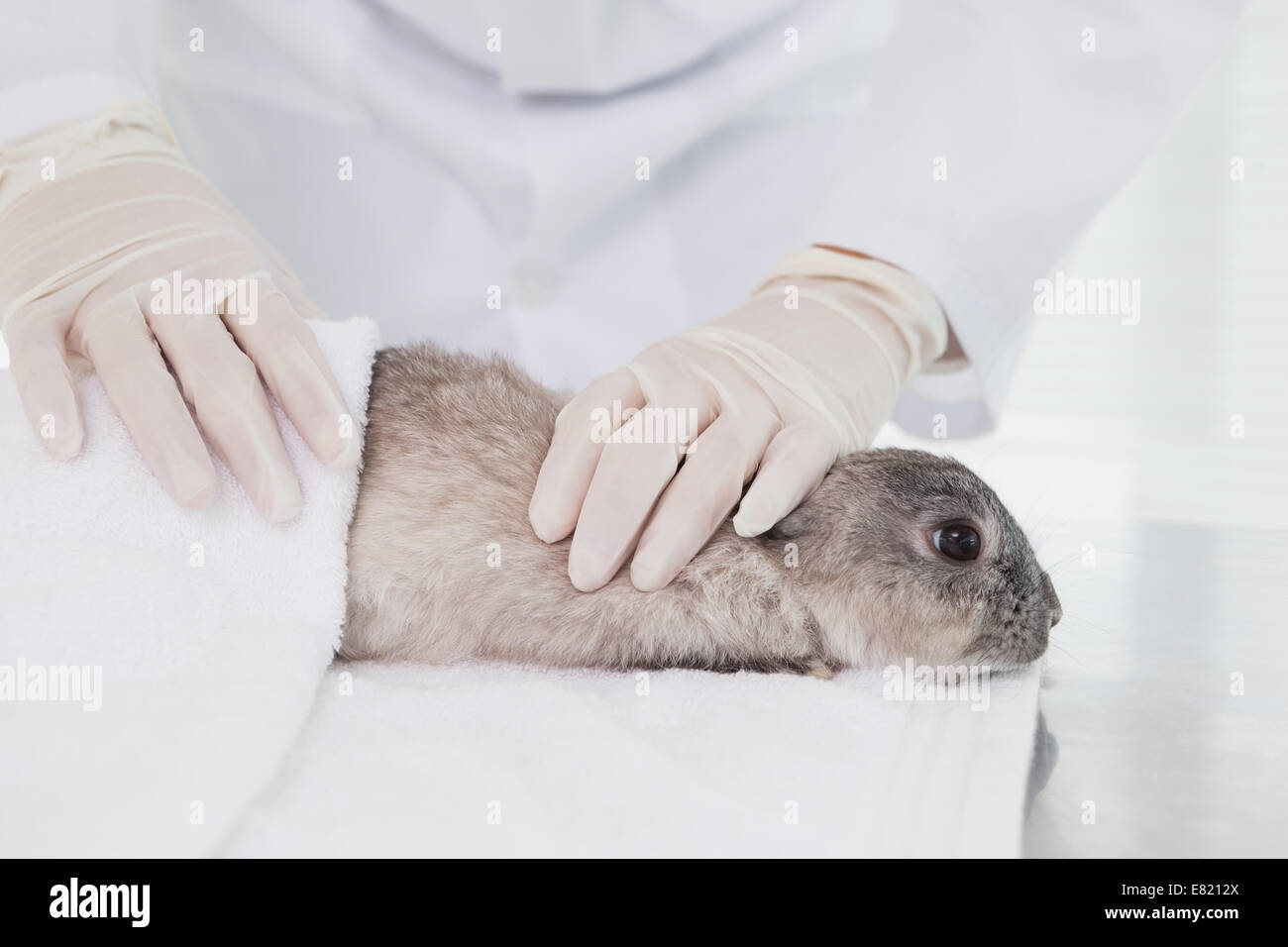 Vet closely examining a rabbit Stock Photo - Alamy