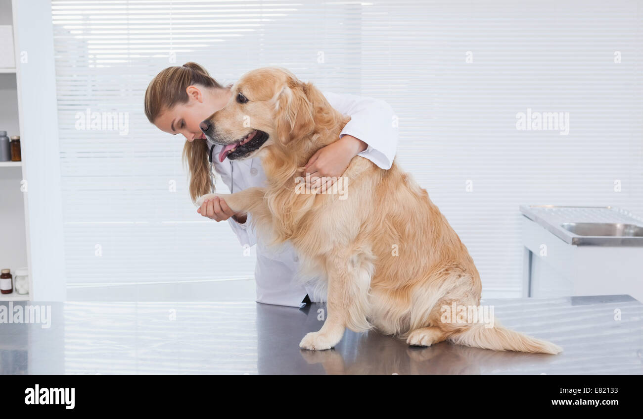 Focused vet examining a labrador Stock Photo - Alamy