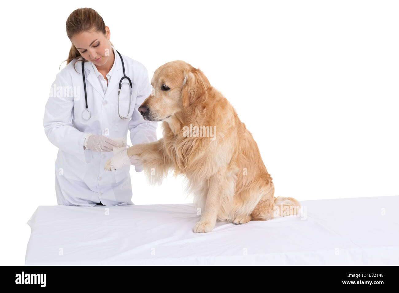 Labrador vet hi-res stock photography and images - Alamy
