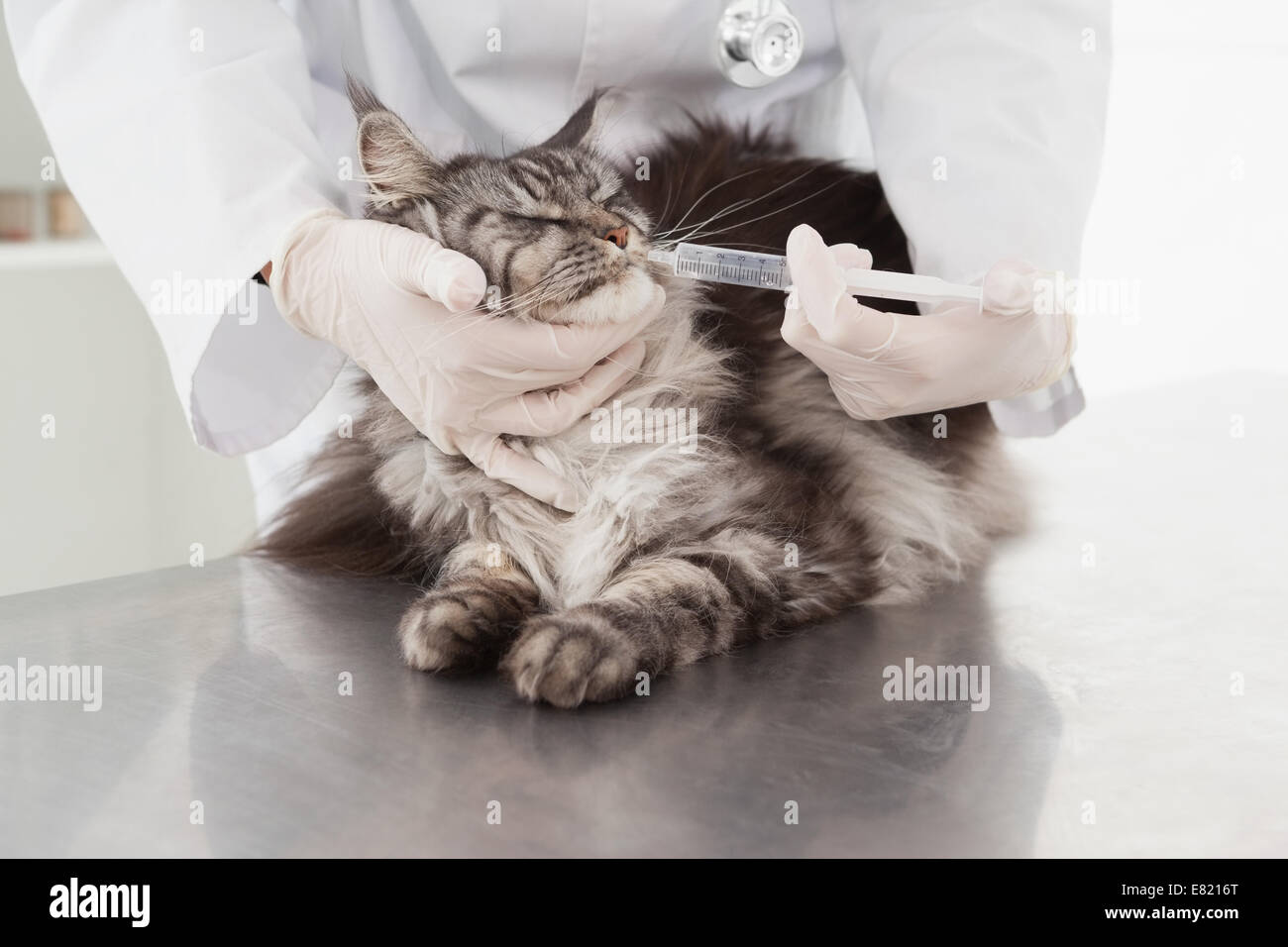 Vet doing injection at a cute grey cat Stock Photo - Alamy