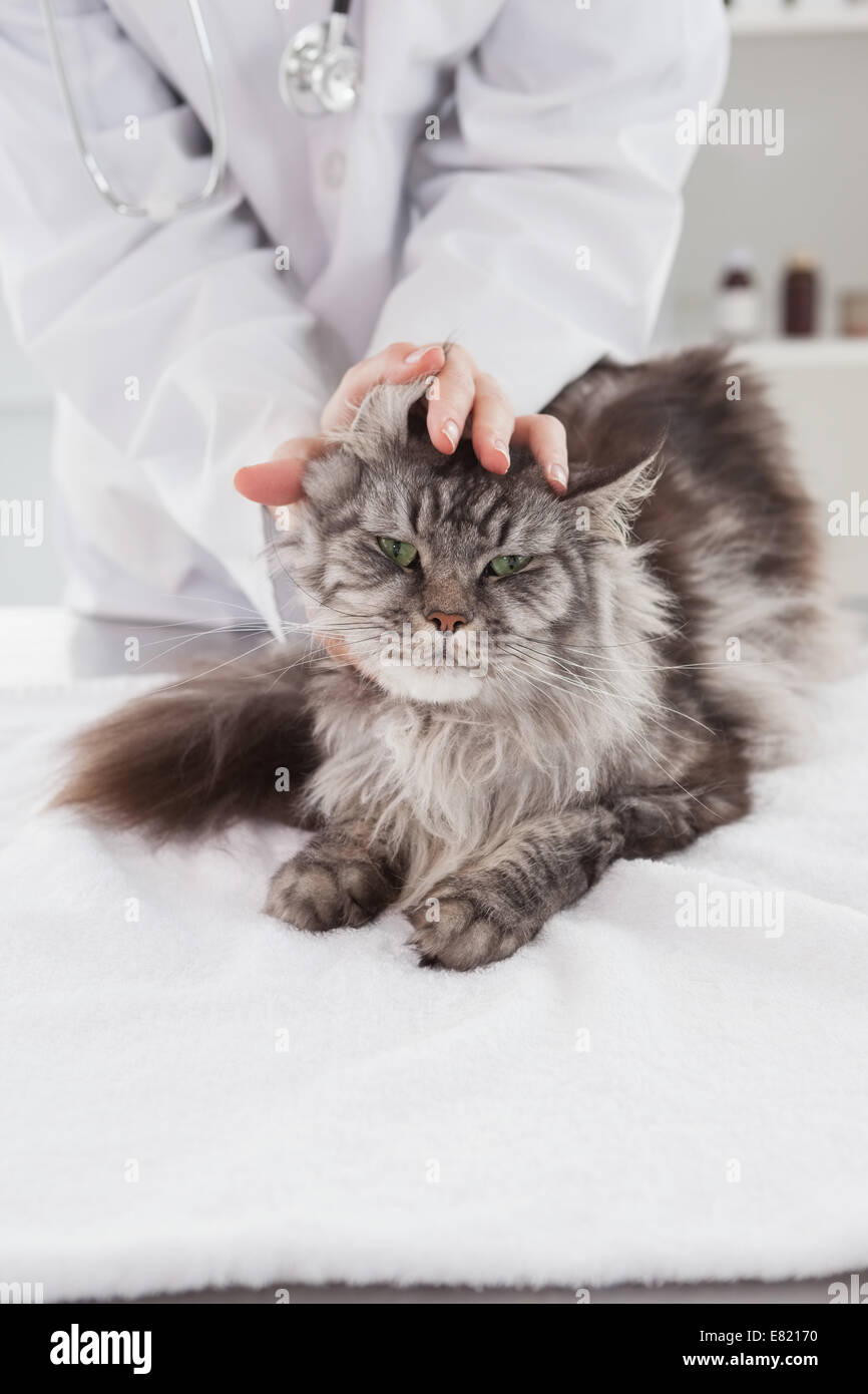 Vet examining a cute grey cat Stock Photo - Alamy