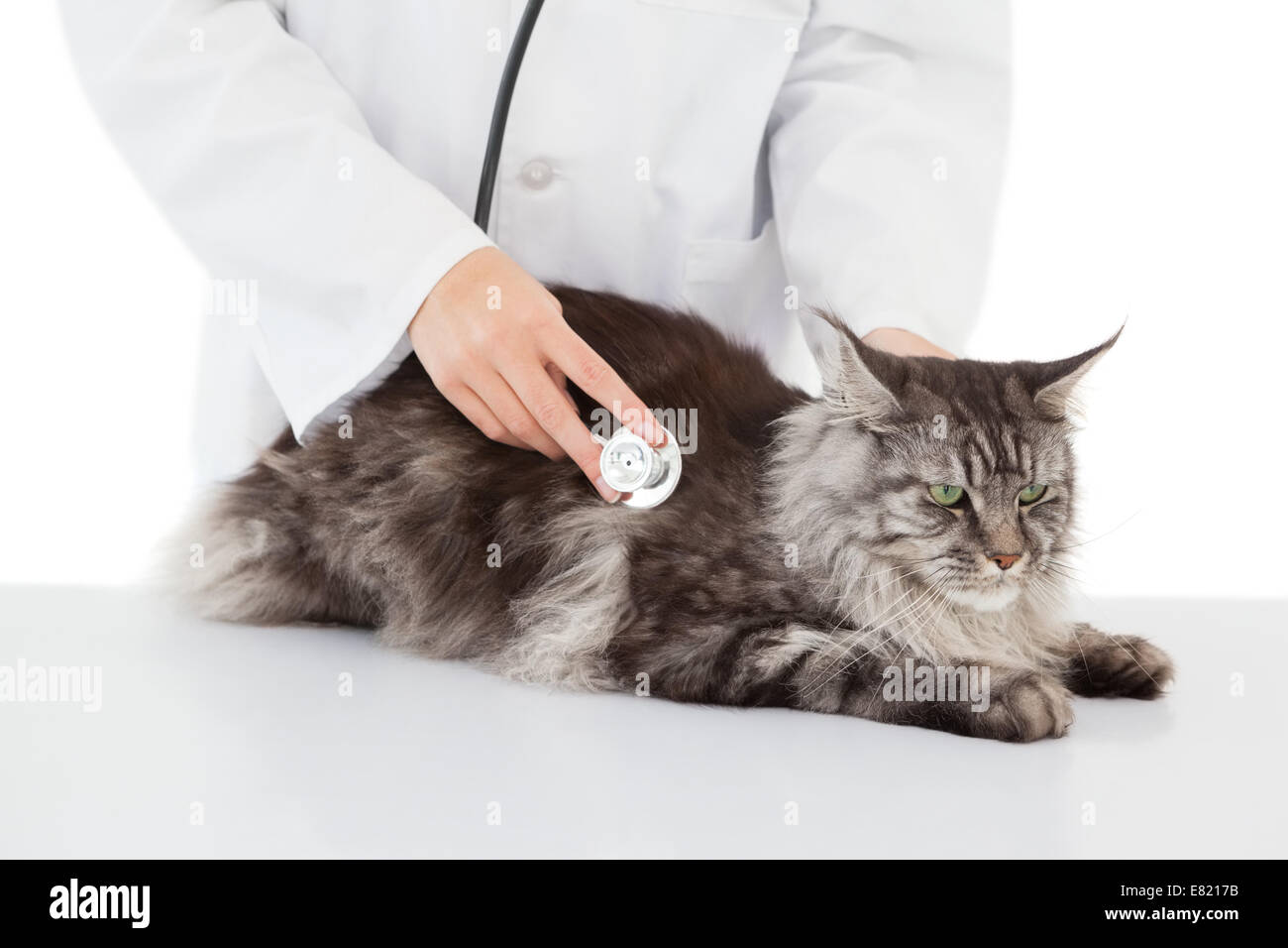 Vet examining a cat with stethoscope Stock Photo - Alamy