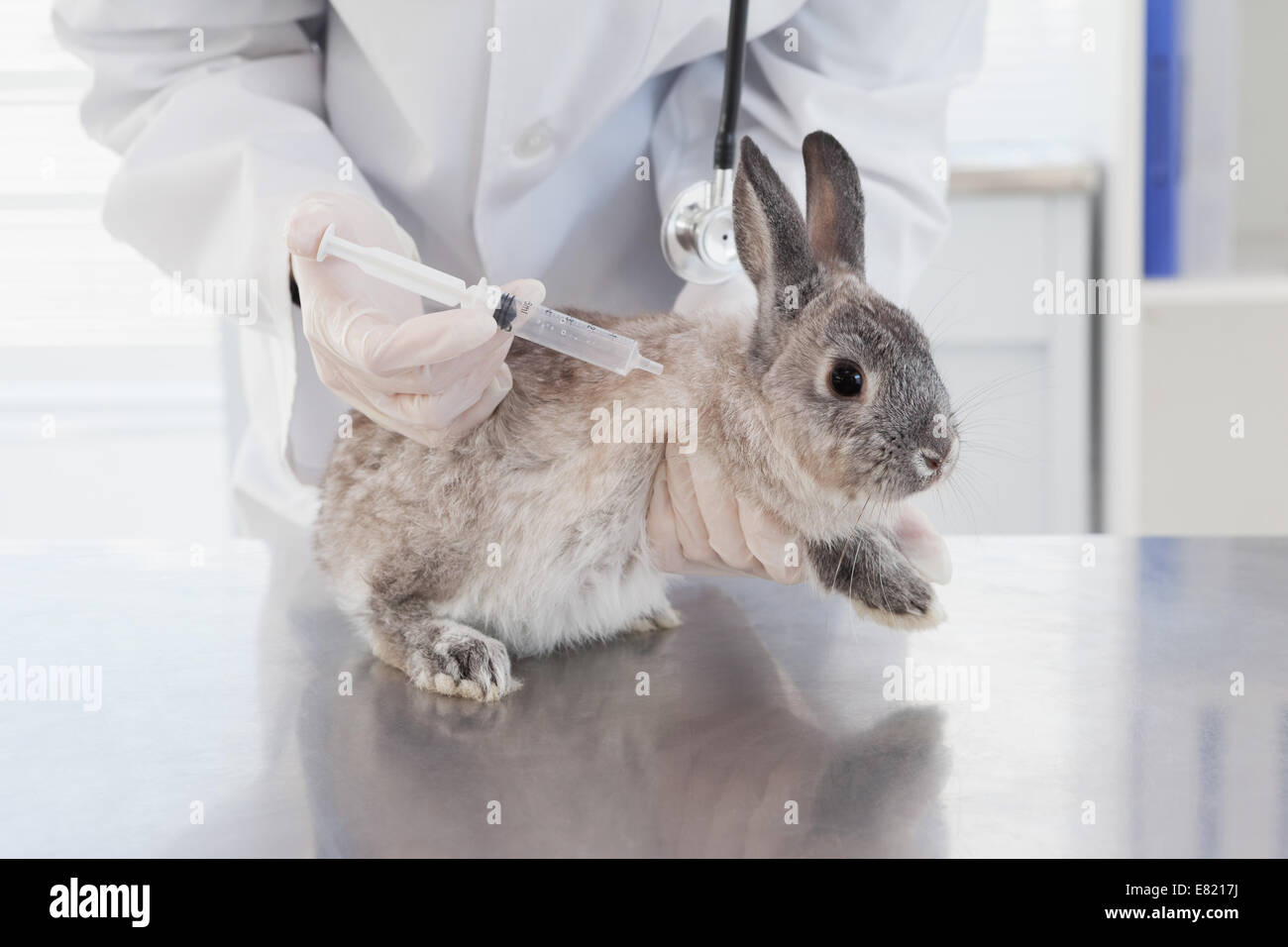 Vet injection hi-res stock photography and images - Alamy