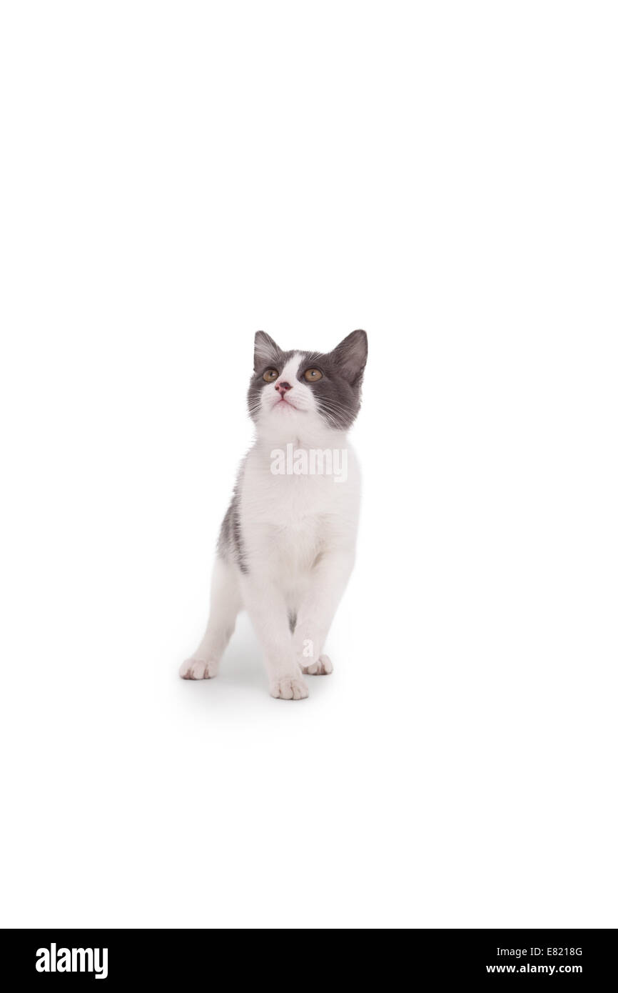 Standing up kitten hi-res stock photography and images - Alamy