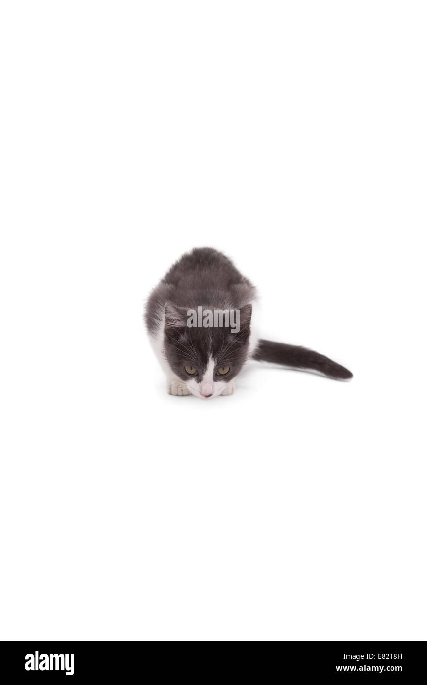 Cute kitten standing and looking down Stock Photo - Alamy