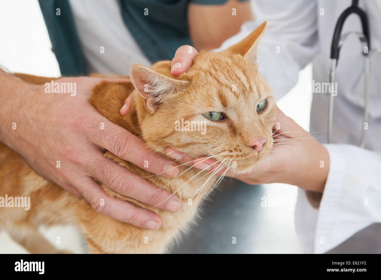 Vet giving a cat a check up Stock Photo - Alamy
