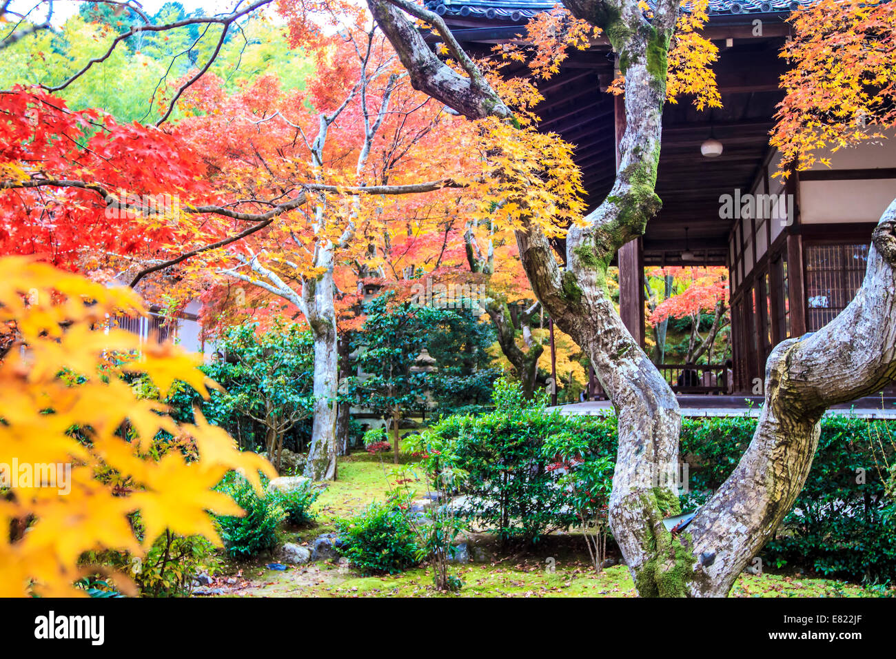 Red maple trees in a japanese garden for adv or others purpose use ...