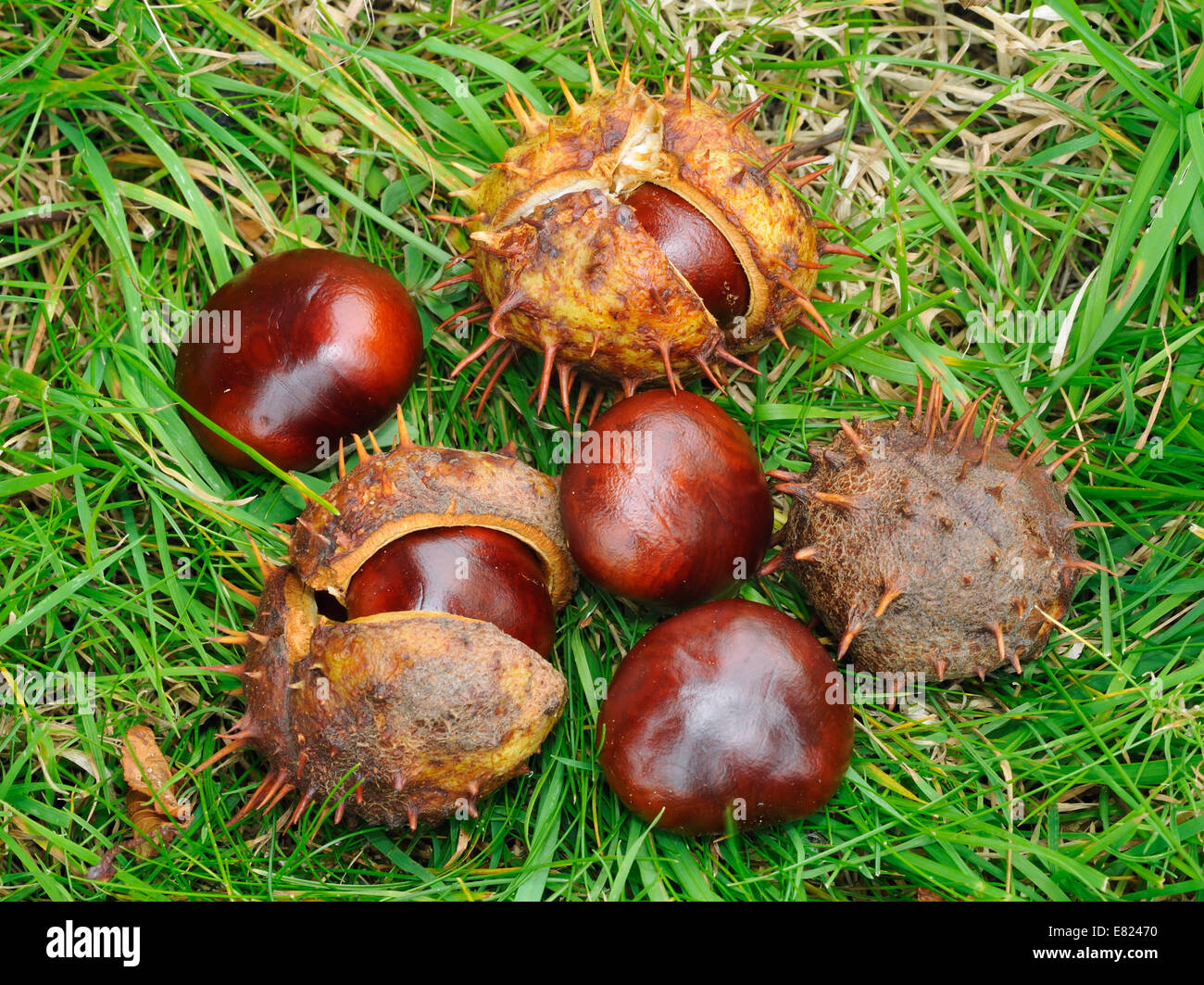 Conkers From Horse Chestnut Aesculus High Resolution Stock Photography ...