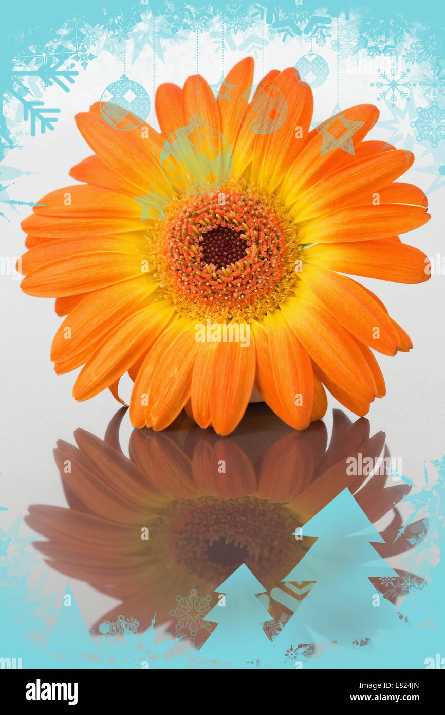 Orange gerbera in a christmas frame Stock Photo - Alamy