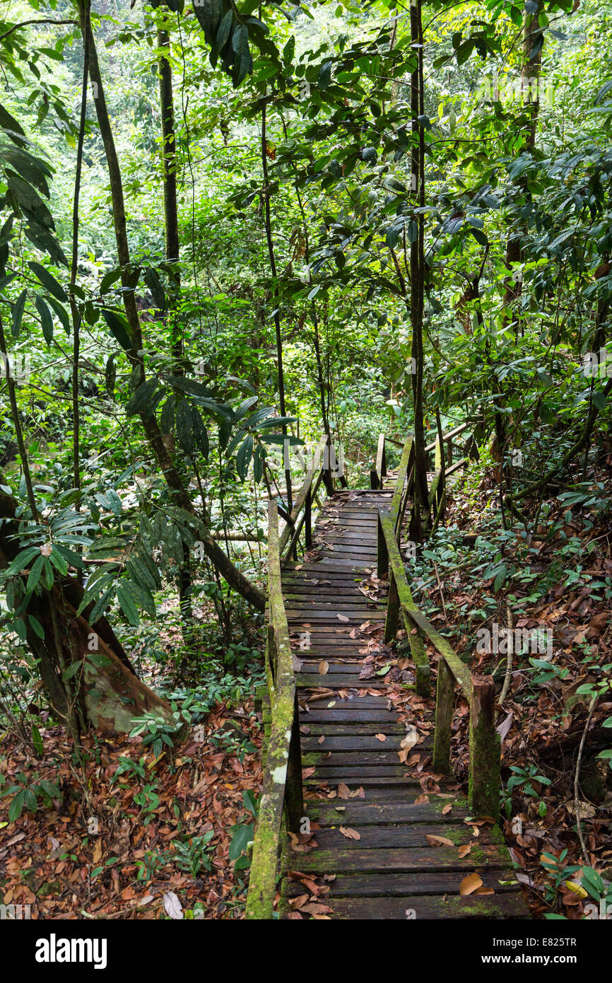 Jungle path hi-res stock photography and images - Alamy