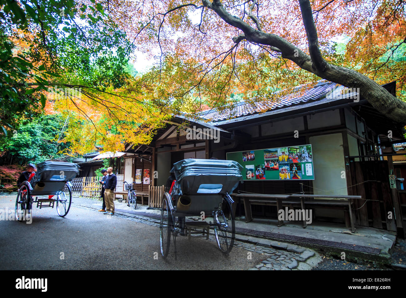 Kyoto, Japan - June 30, 2014: Red maple trees in a japanese garden ...