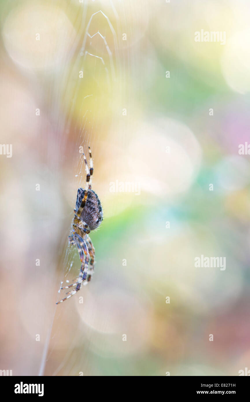 English spiders hi-res stock photography and images - Alamy