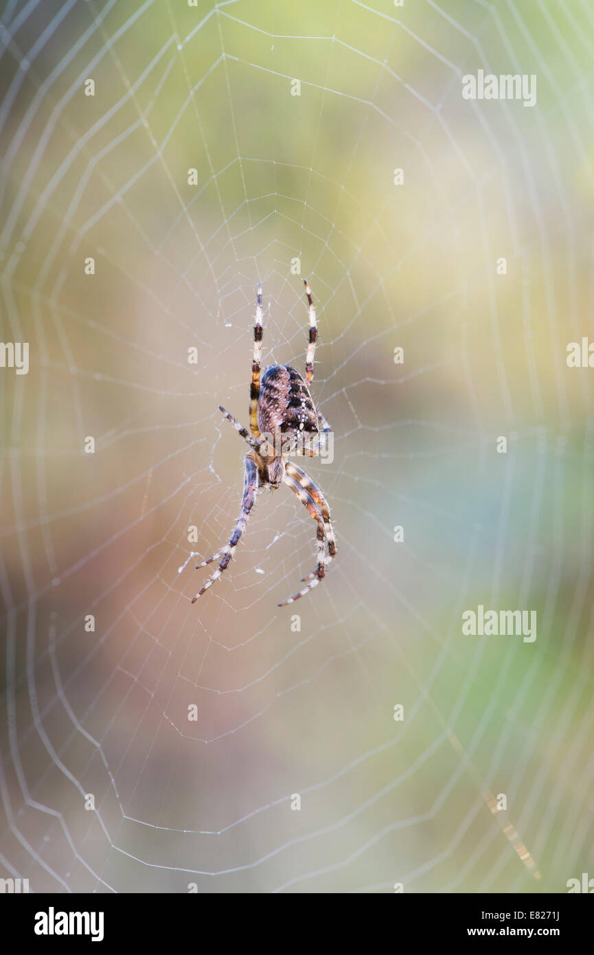 English spiders hi-res stock photography and images - Alamy