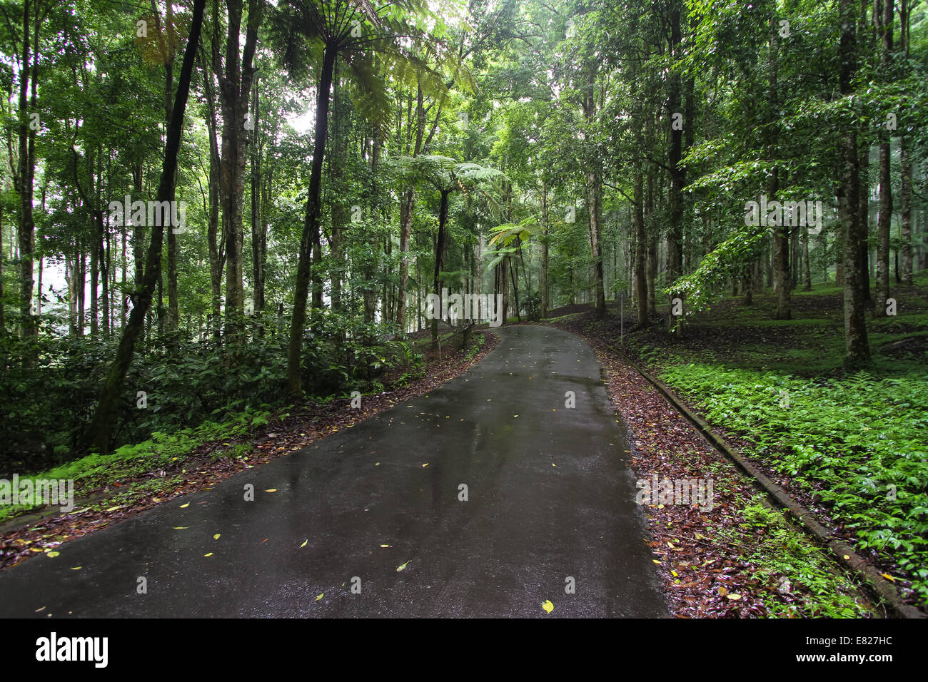Indonesia rain forest Stock Photo - Alamy