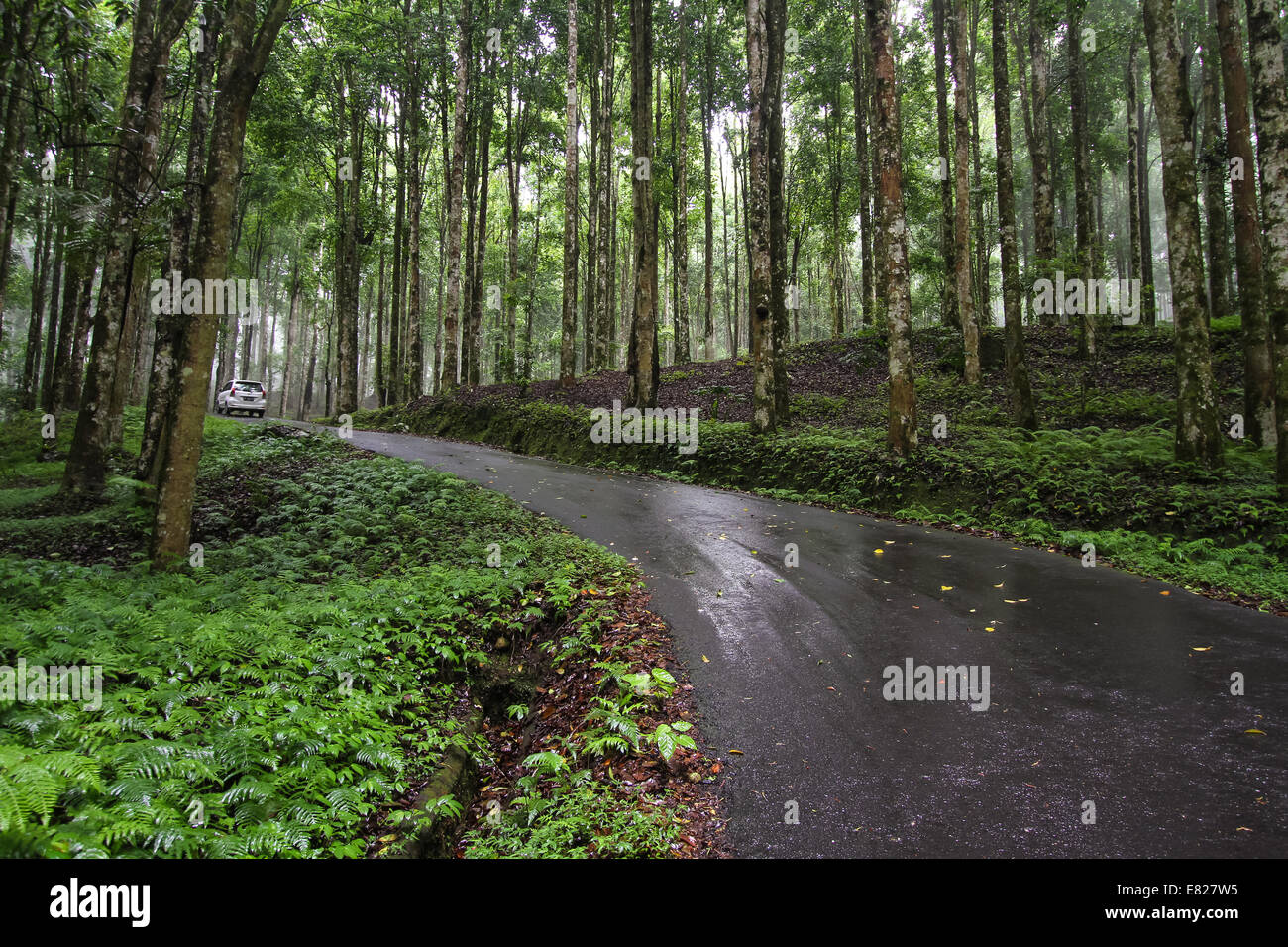 Indonesia rain forest Stock Photo - Alamy
