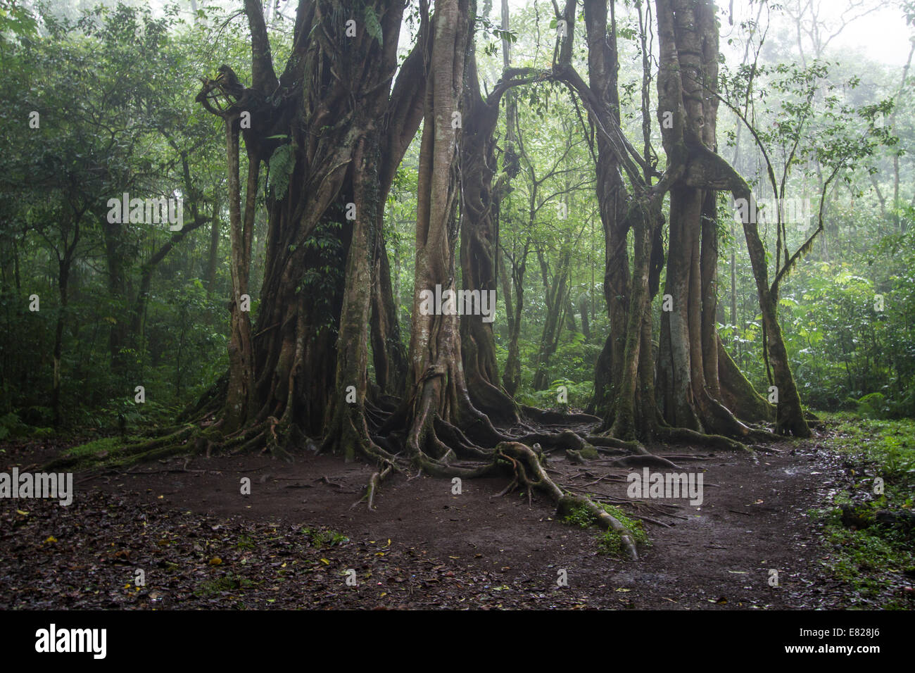 Indonesia rain forest Stock Photo - Alamy