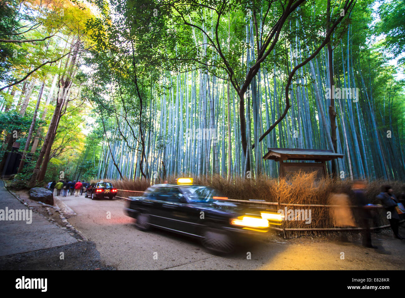 Kyoto, Japan - Nov 29, 2013: Kyoto, Japan - green bamboo grove in ...