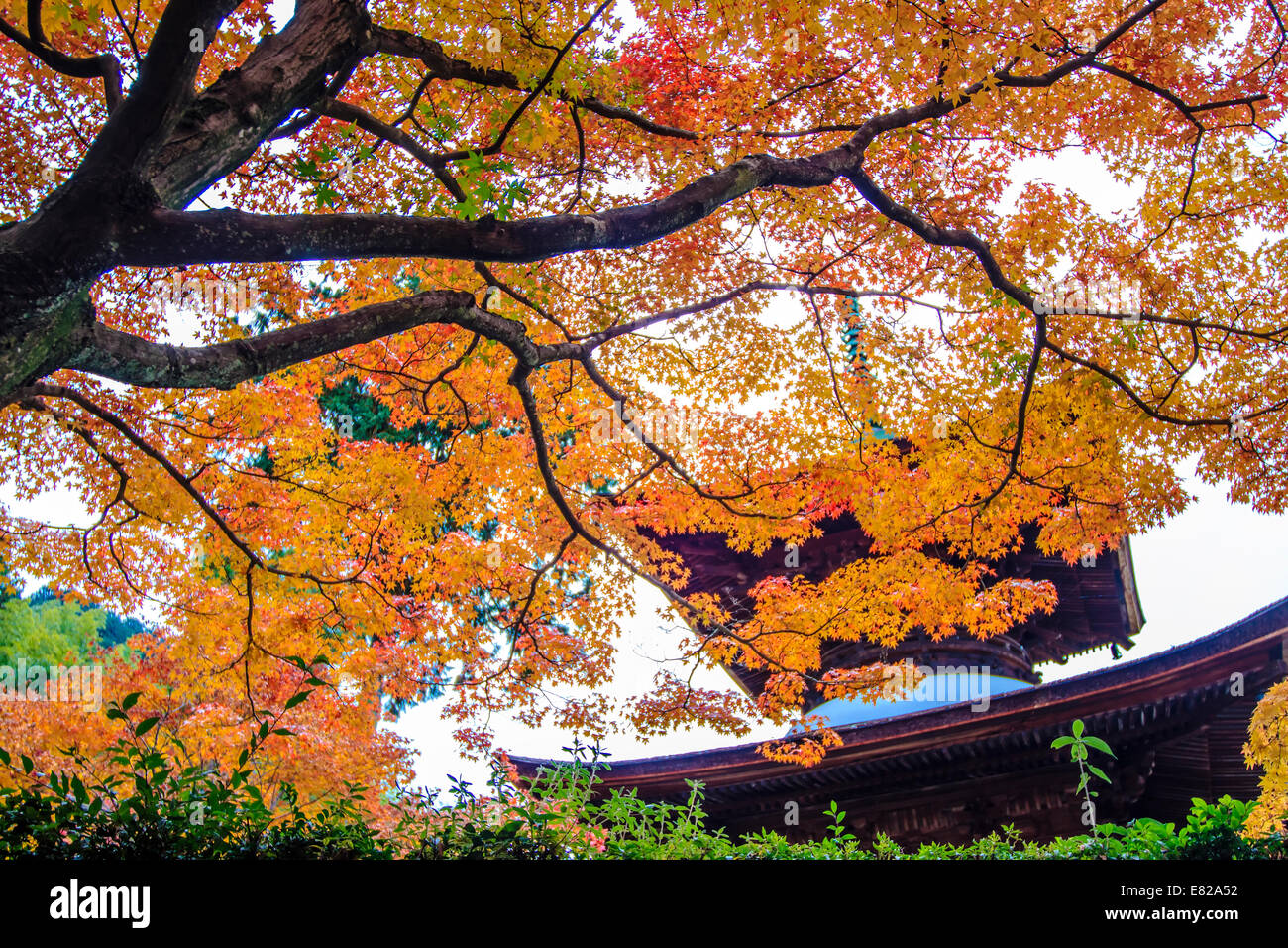 Kyoto, Japan - June 30, 2014: Red maple trees in a japanese garden ...
