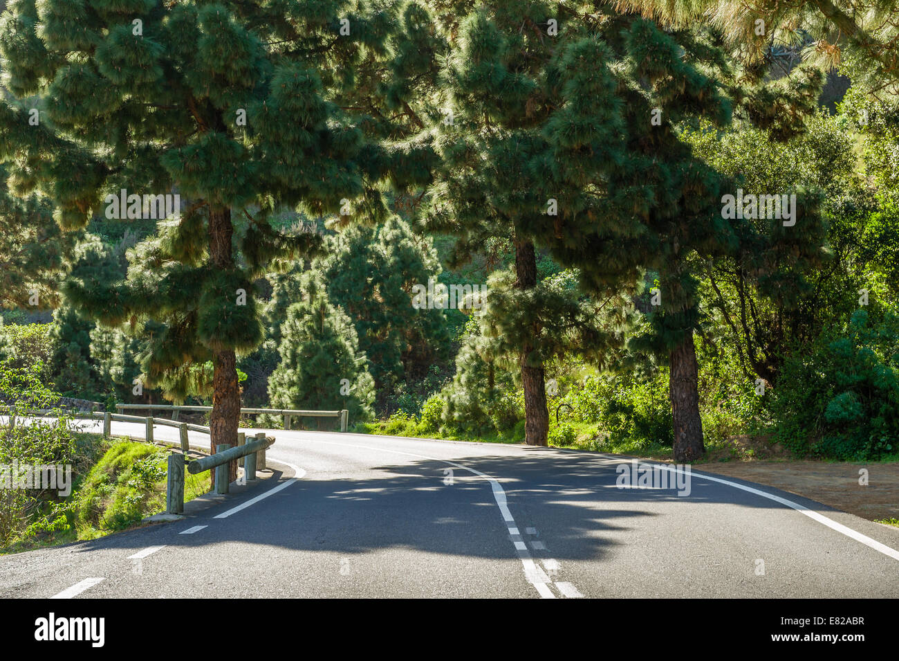 Road turn between trees Stock Photo - Alamy