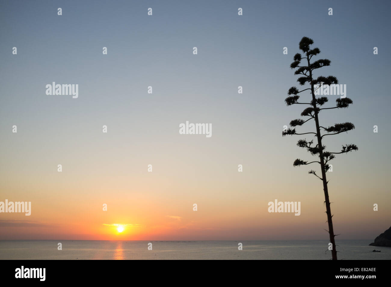 Flowering agave against the background of a Mediterranean sunrise Stock ...