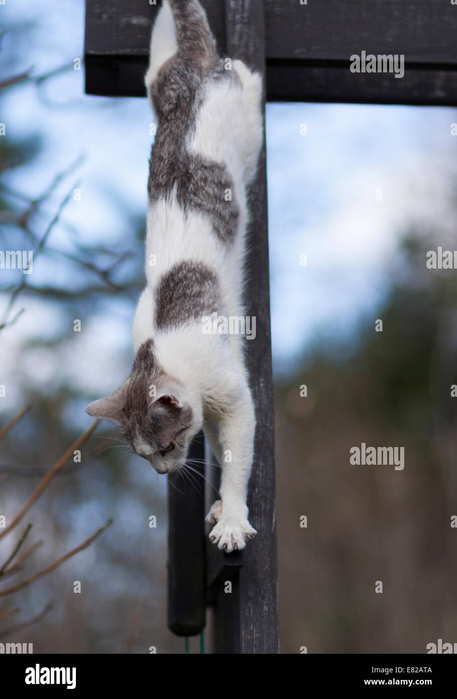 Cat plaing on a ladder Stock Photo - Alamy