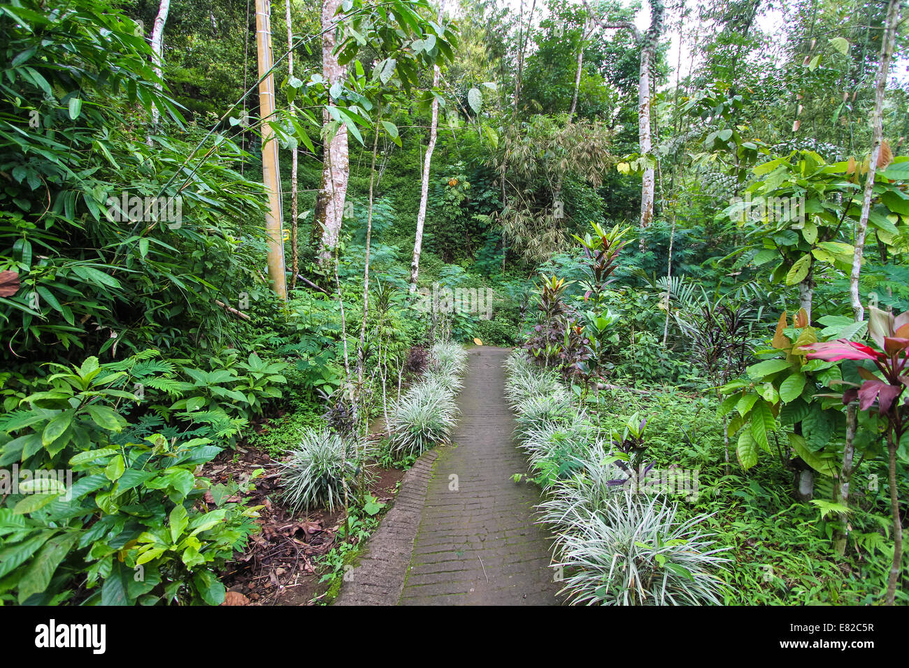 Indonesia rain season Stock Photo - Alamy