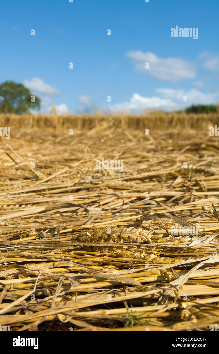 A field of cut straw and seedheads after the harvest of a ripe crop ...